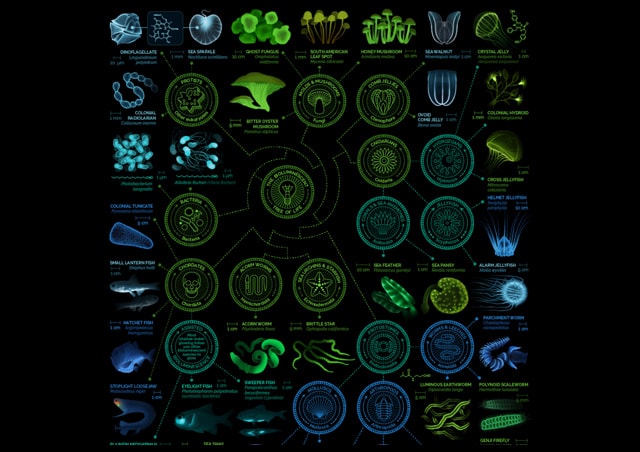 Glowee : s'éclairer sans électricité, c'est possible